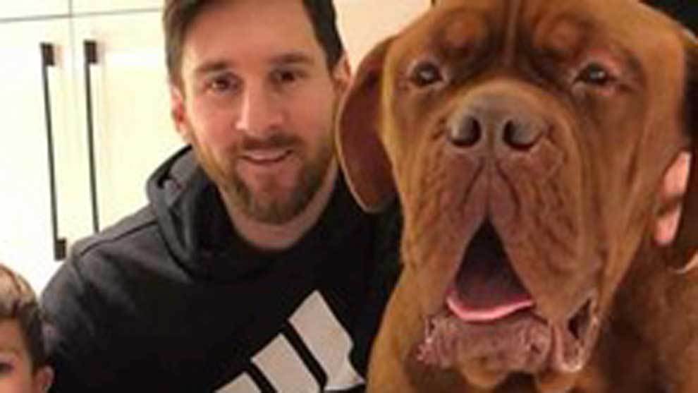 Hulk, el perro gigante de Messi que conquista las redes sociales ...
