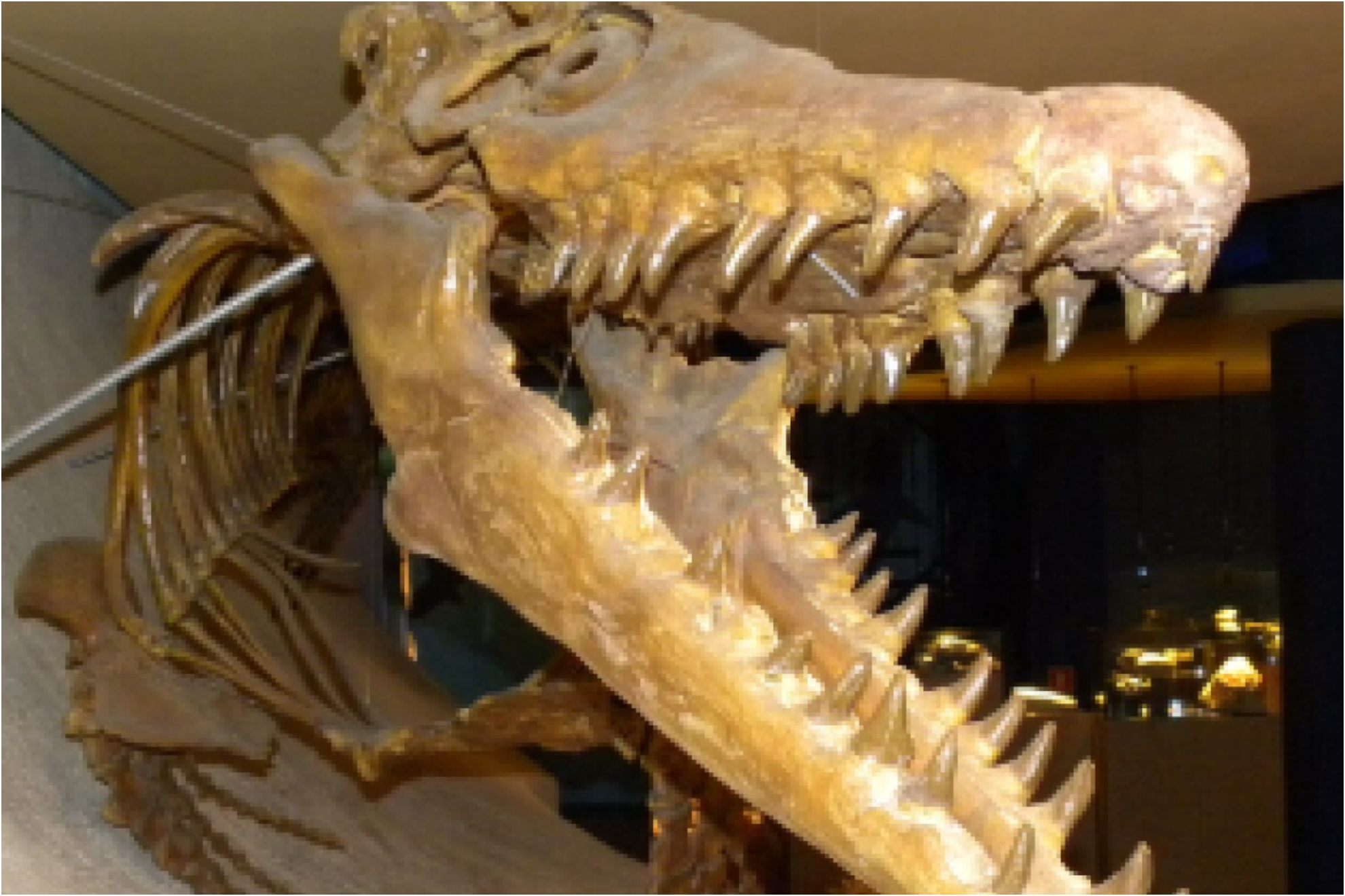 The dragon's lair was the Mississippi: a dinosaur fossil resembling a ...